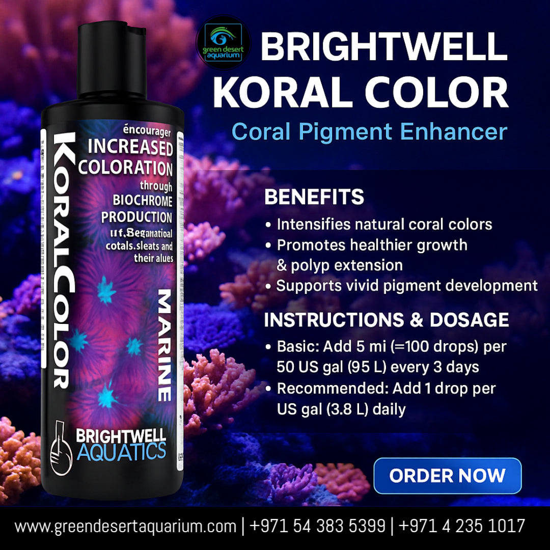 Brightwell Koral Color
